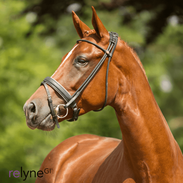 Equine Supplements – Merlin Vet UK